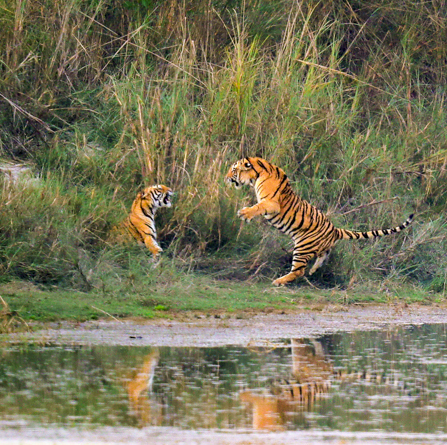 Jungle Safari Tour - Alpine Himalaya