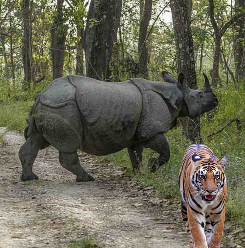 Chitawan National Park Jeep Safari - Alpine Himalaya